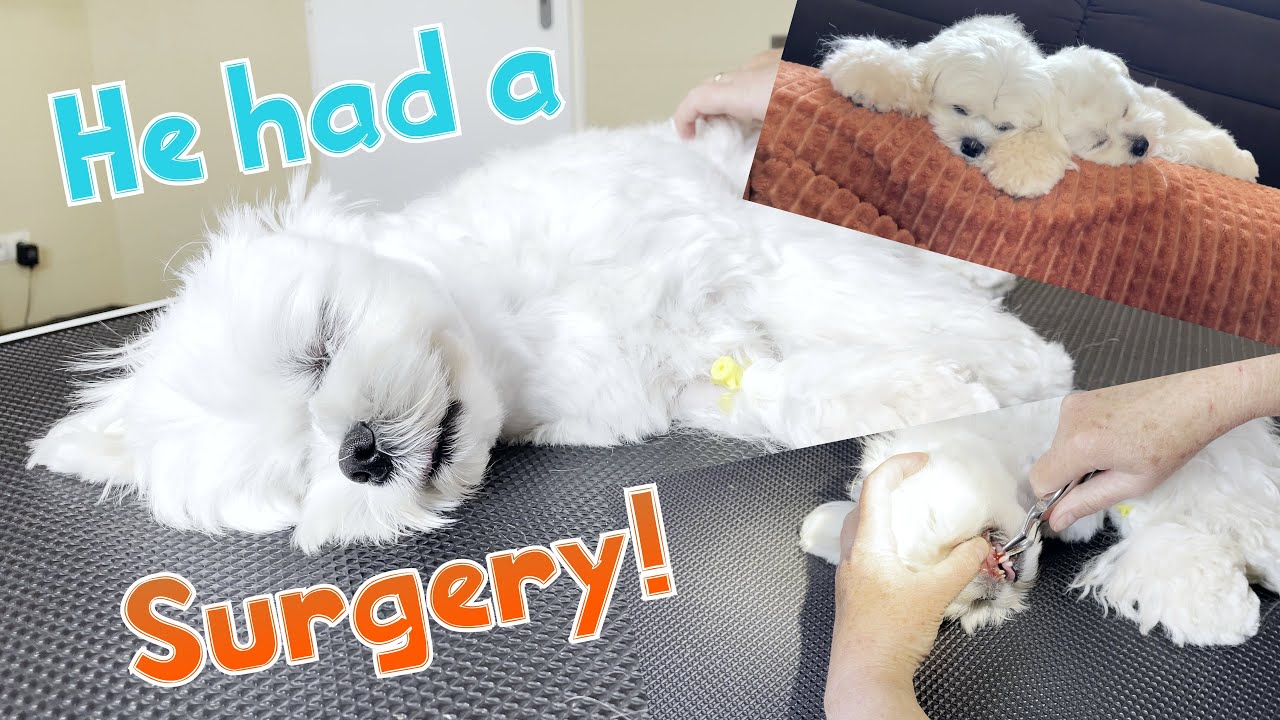 MY MALTESE PUPPY HAD A TEETH SURGERY - WHAT HAPPENED?! - YouTube