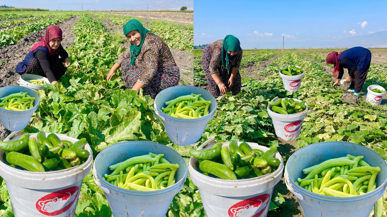 LEZZET KÖYÜ DOLU DOLU LEZZETLİ YEMEKLER İÇİN SALATALIK ACUR HASADI ...