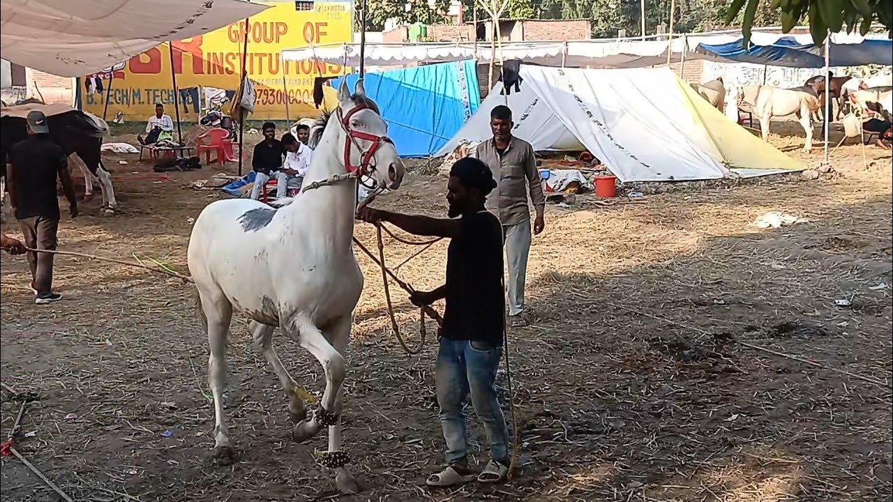 Deva mela horse dance 2025 13 October #mela #horse #viral #video #deva ...
