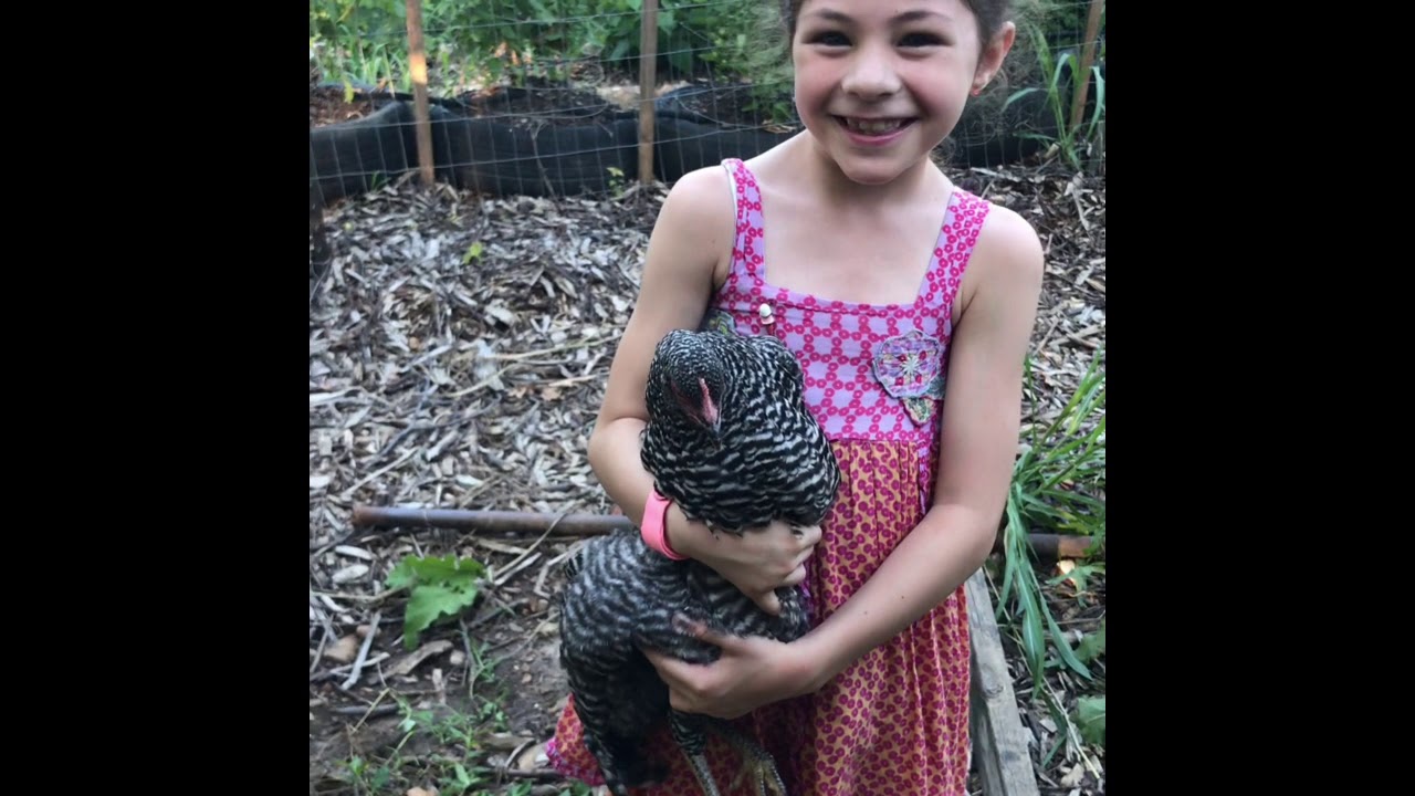 How To Make A Chicken House... For Almost Free - YouTube