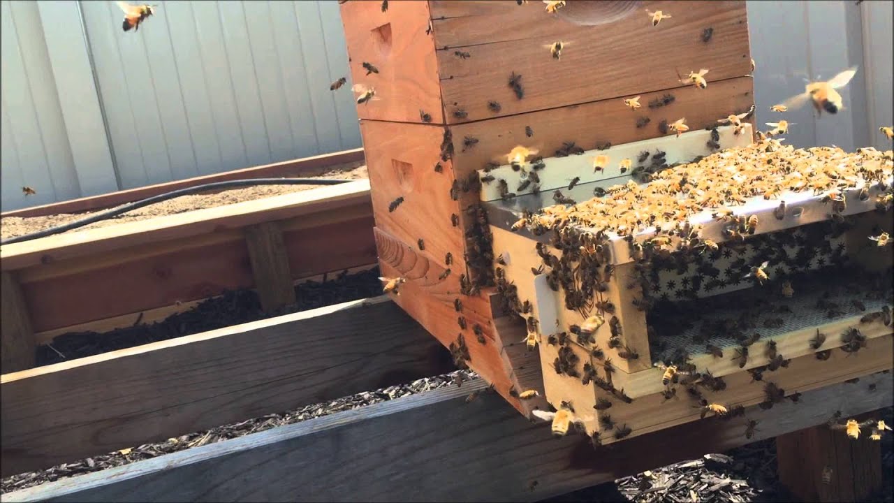 Front Porch Pollen Trap Brushy Mountain - YouTube