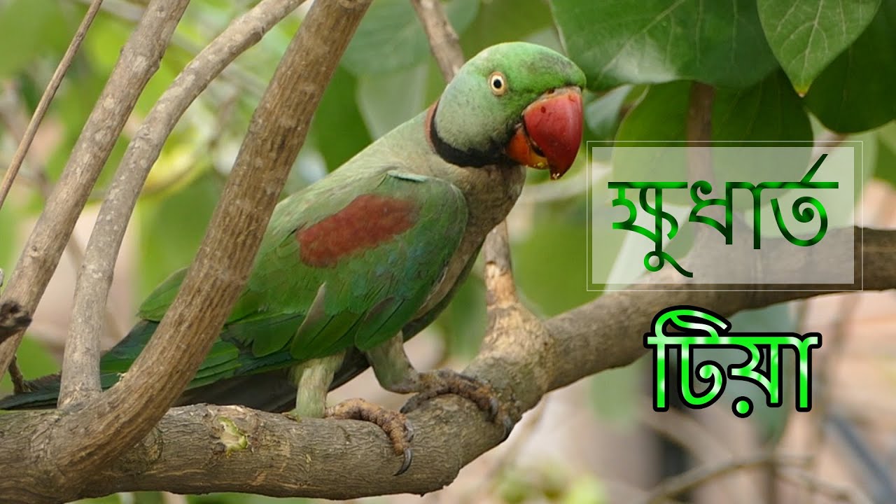 Hungry Parrot, Kolkata, West Bengal - YouTube