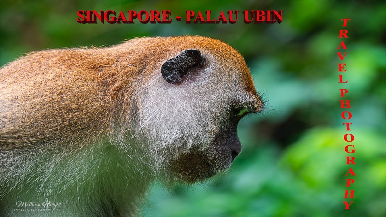 Travel Photography in Singapore - Palau Ubin Island - YouTube