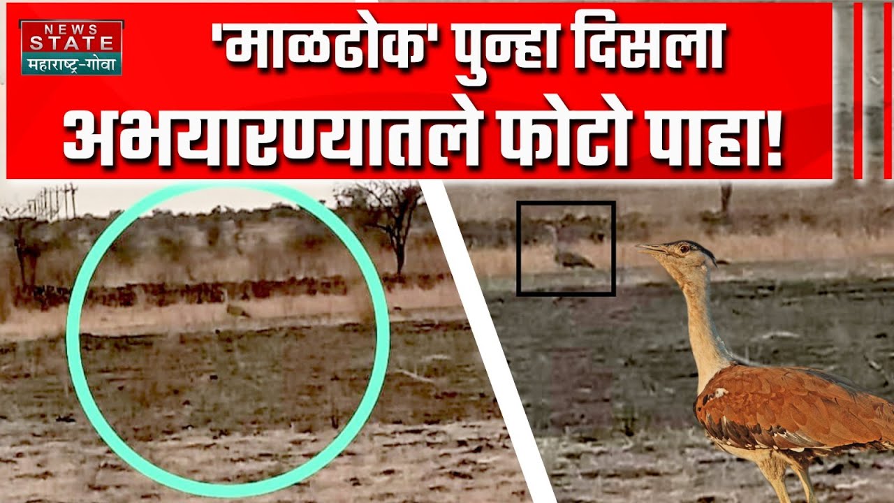 Solapur | Great Indian Bustard | Maldhok| सोलापूरच्या नान्नज माळढोक ...
