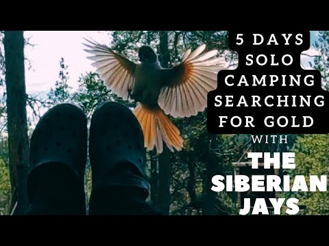 Panning for Gold in Finnish Lapland, at Historical Goldmining district ...