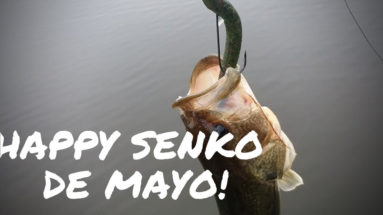 Senko De Mayo! - YouTube