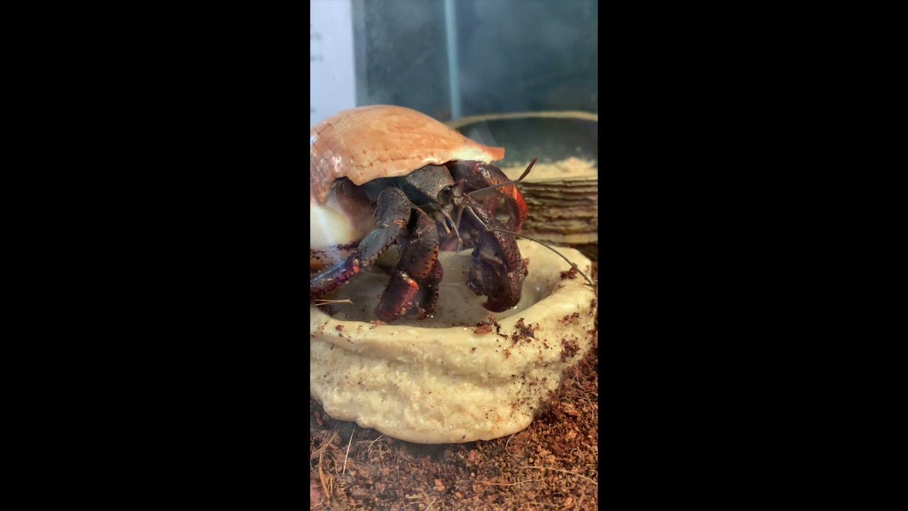 Hermit Crabs - Pets in the Classroom Success Story - YouTube
