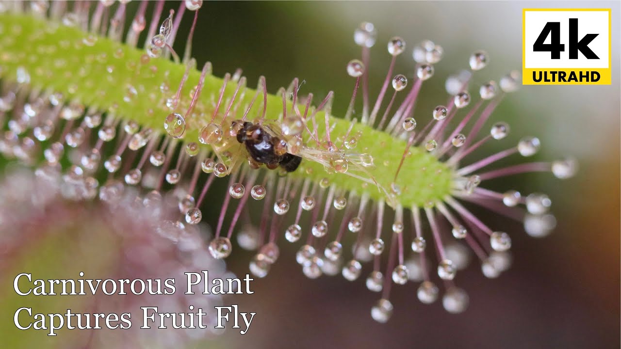 Timelapse: Sundew Eats Fruit Fly - YouTube