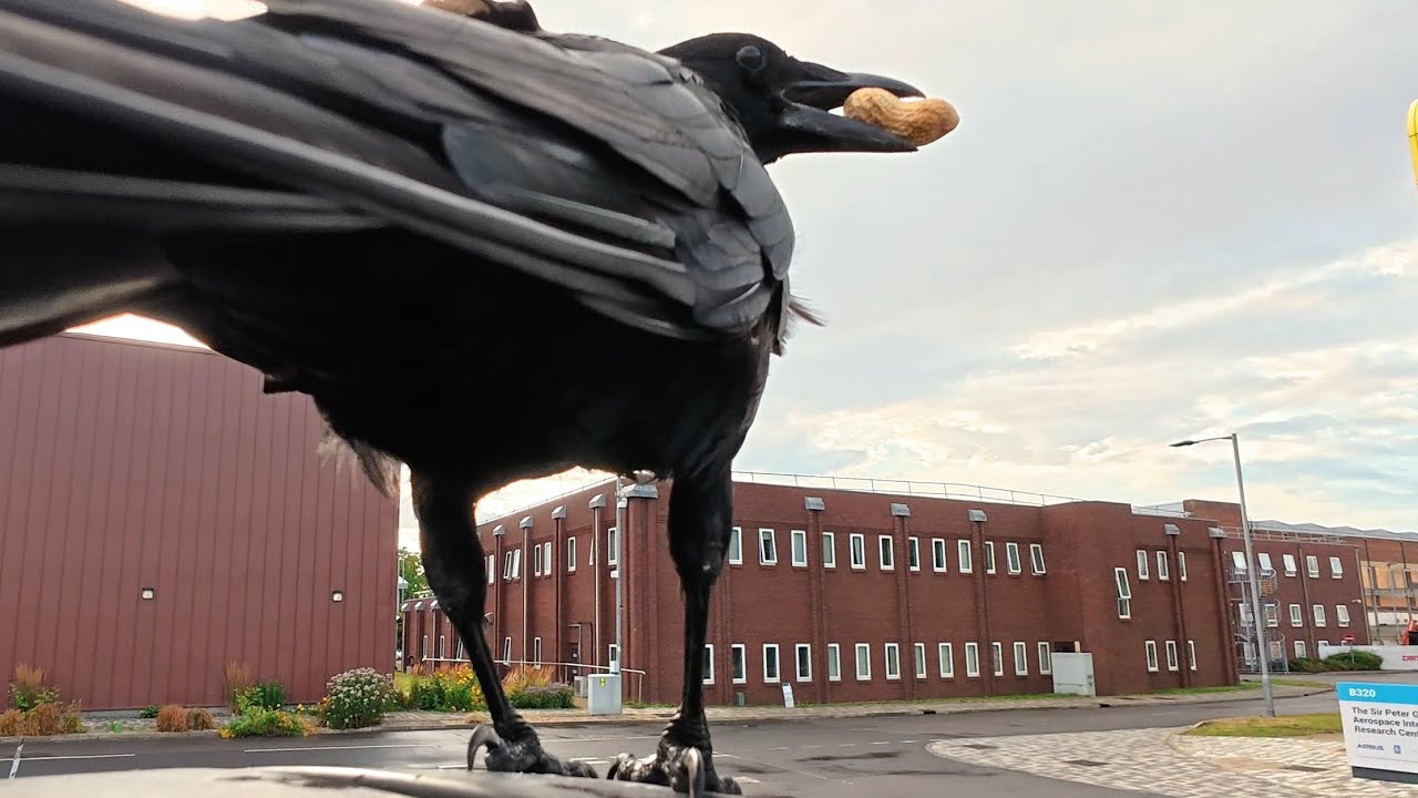Crow Breakfast Swoop Down 🥜♥️🐦‍⬛ - YouTube