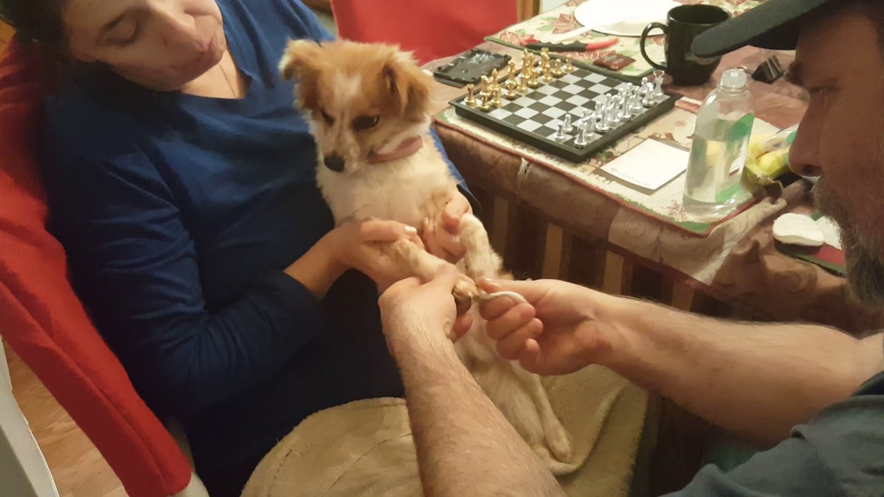 How To Get Glue Trap Off Dog Updated November 2022 Wikidoggia how-to-get-glue-trap-off-dog-updated-november-2022-wikidoggia