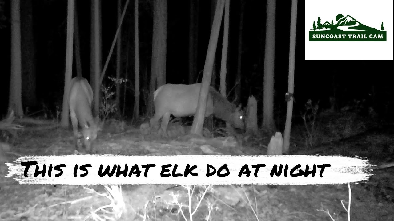 This Is What Elk Do At Night! Deep in the forest, living it up in the ...