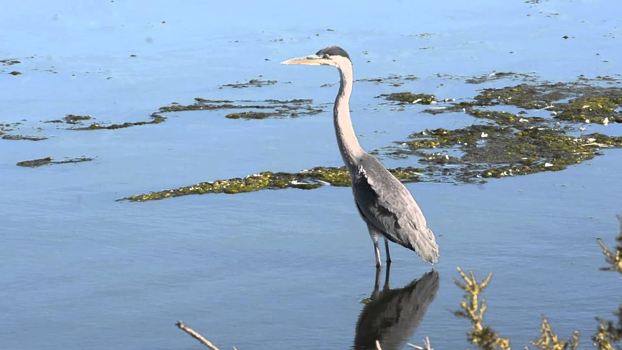 Garza mora (Ardea cocoi) - YouTube