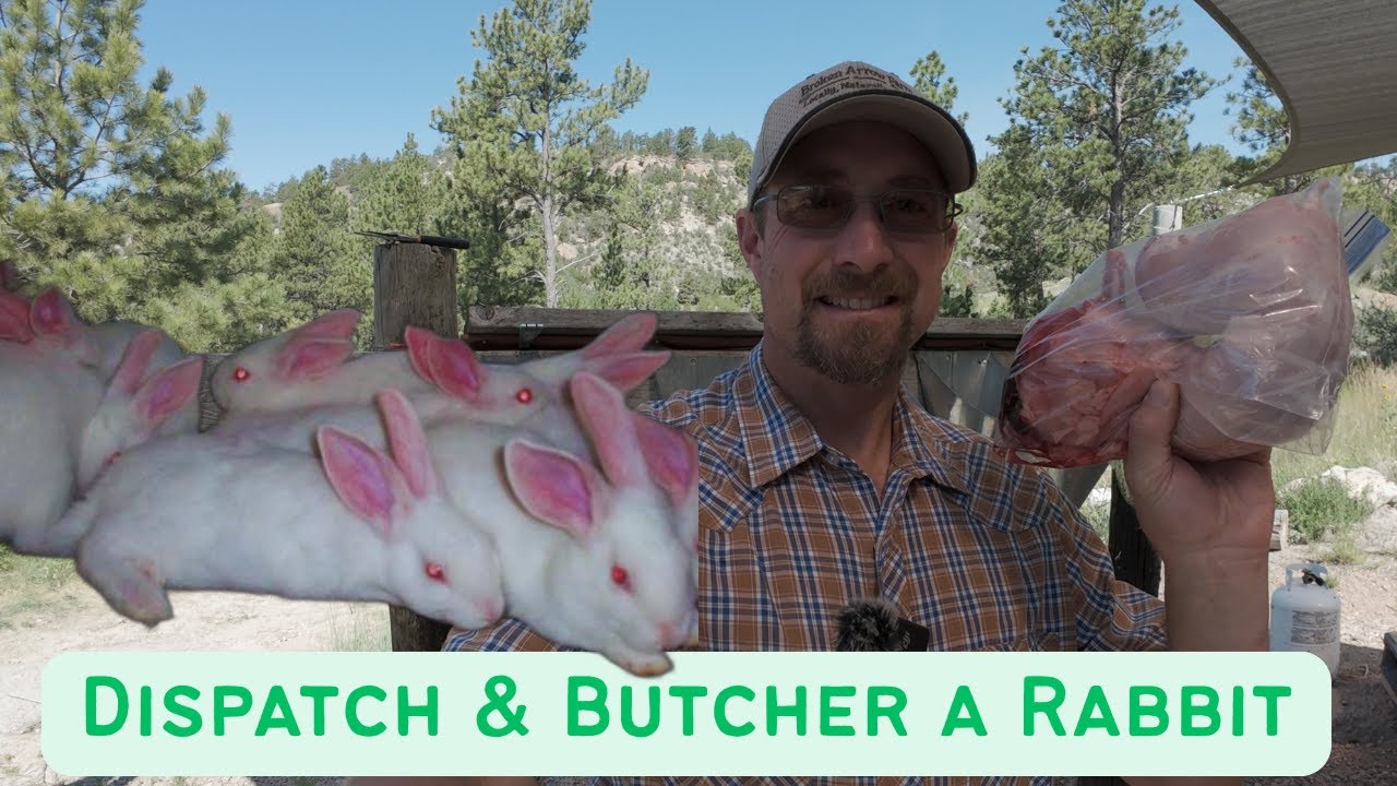 How to Butcher a Meat Rabbit (Step-by-Step) - YouTube