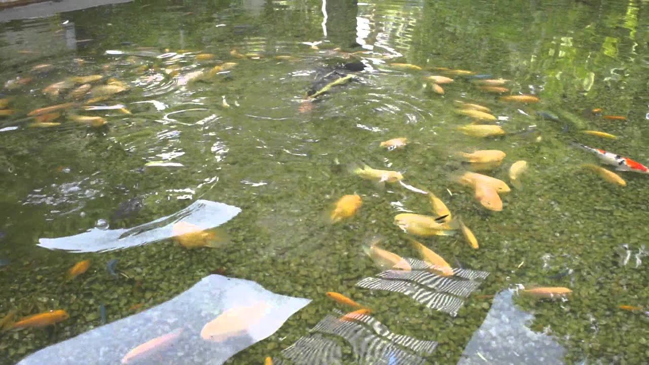 Hahaha Funny Video Boy Falling Into Koi Fish Pond - YouTube
