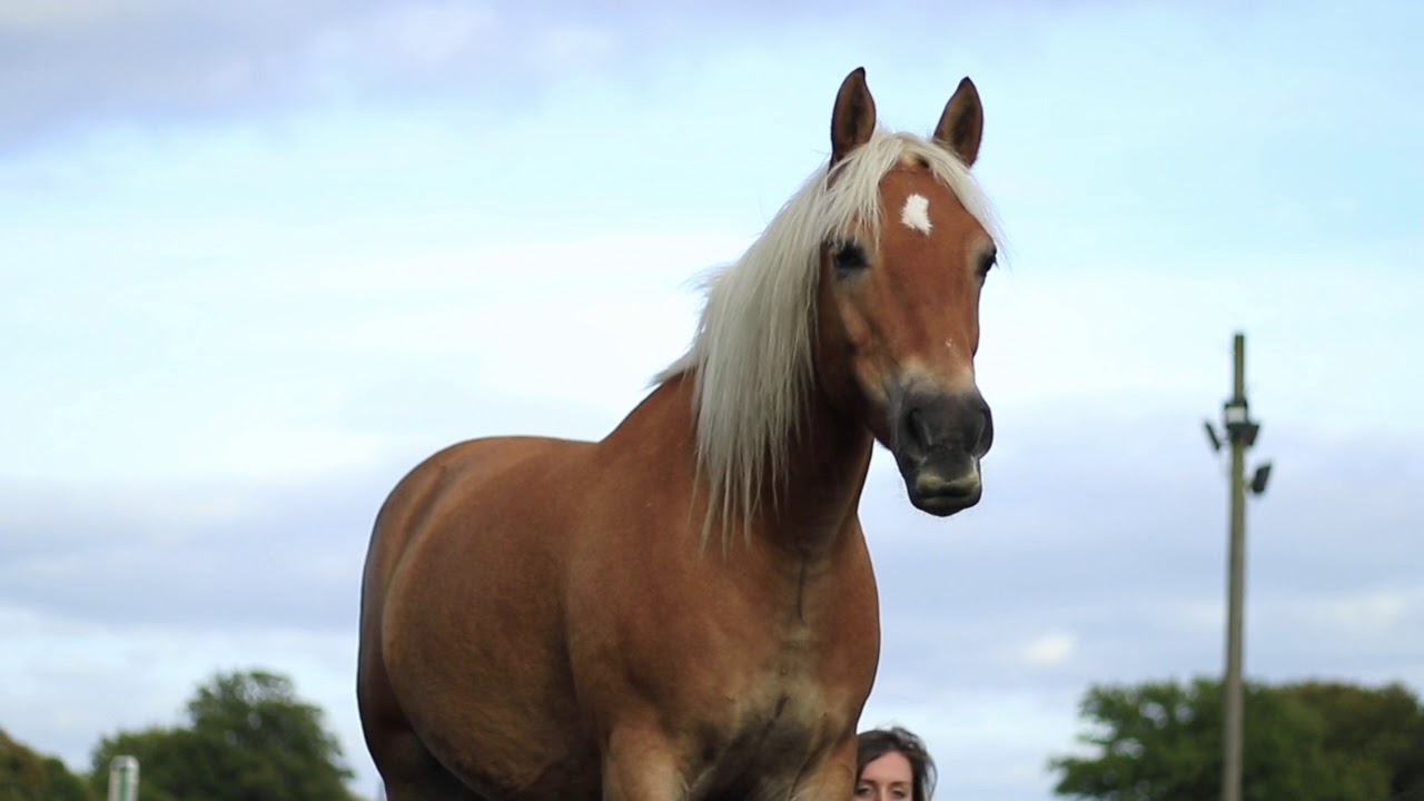 Lucy Chester Horsemanship - YouTube