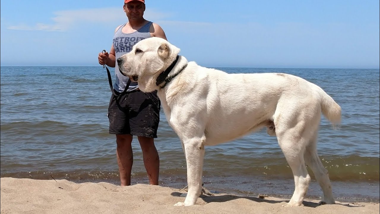 Central Asian shepherd breeding plans Michigan - YouTube