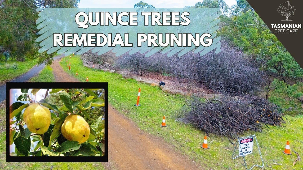 QUINCE TREES - REMEDIAL PRUNING - YouTube