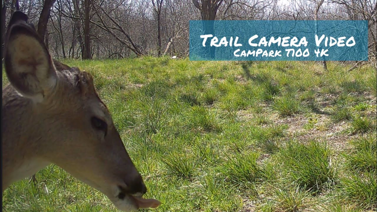 CamPark T100 Trail Camera Video Feb.28-Mar.10, 2022 - YouTube