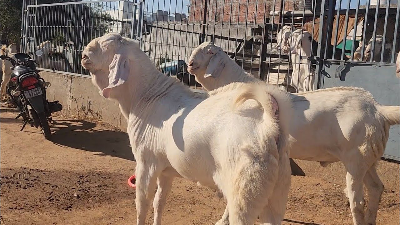 100 Kg Ki Patira Patti In Palanpur | HH Goat Farm Palanpur Incredible ...
