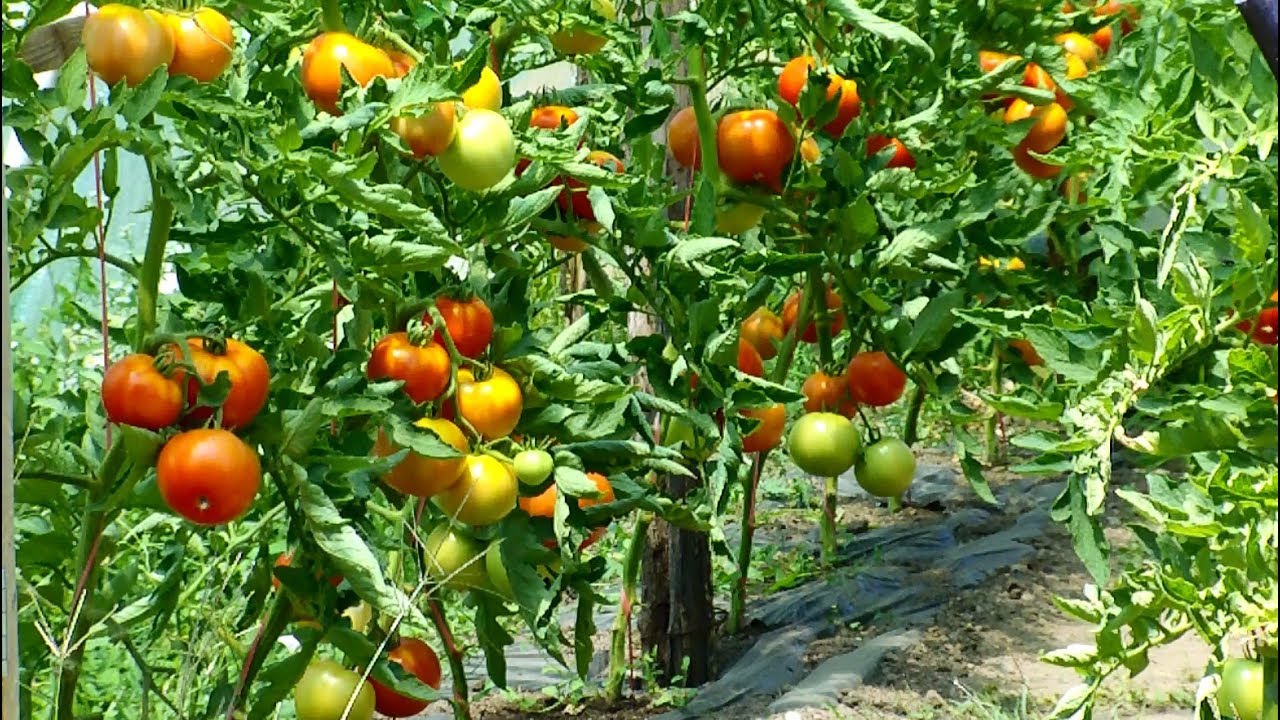 how to primitively produce tomatoes - YouTube