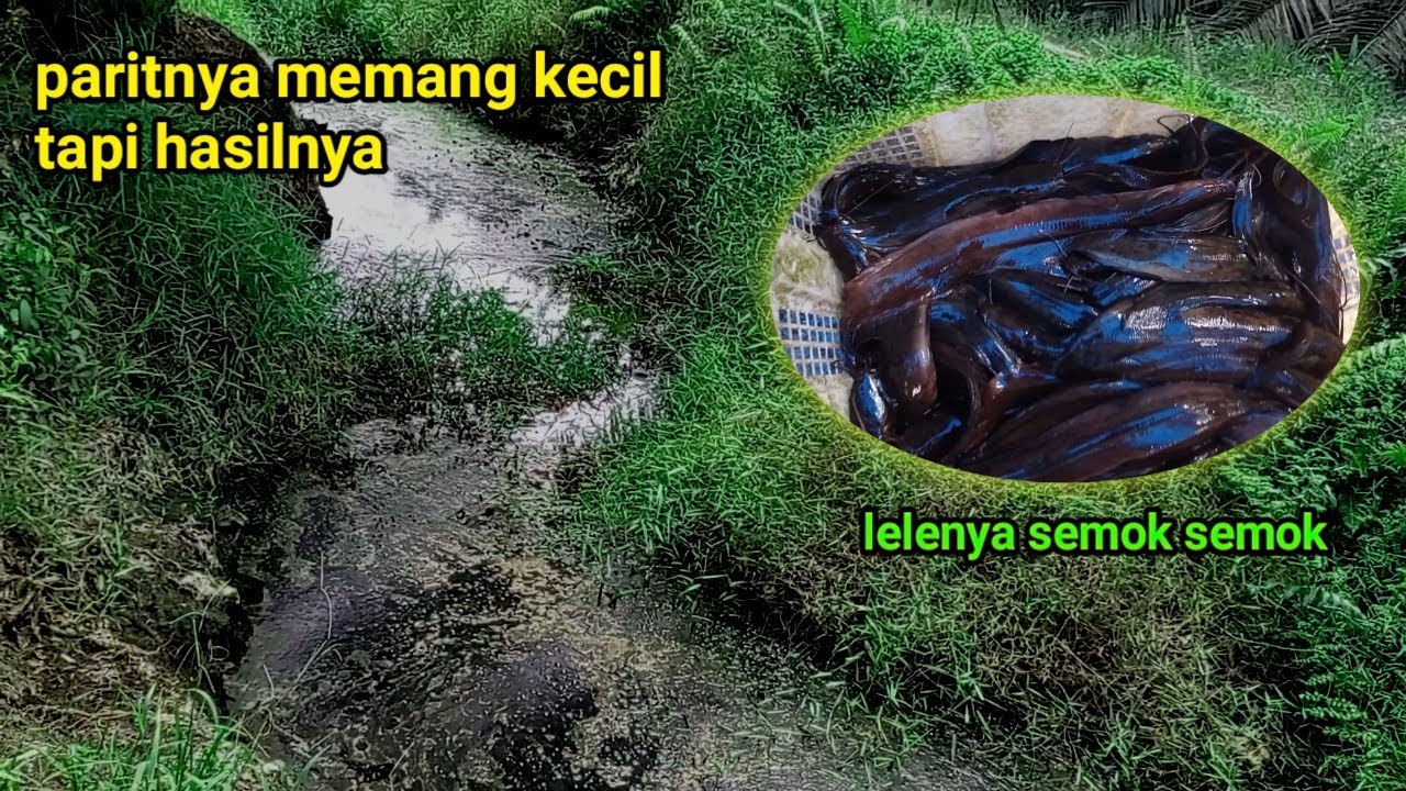 Ikan lele lembat disini besar besar/sampai penuh dalam perangkap - YouTube