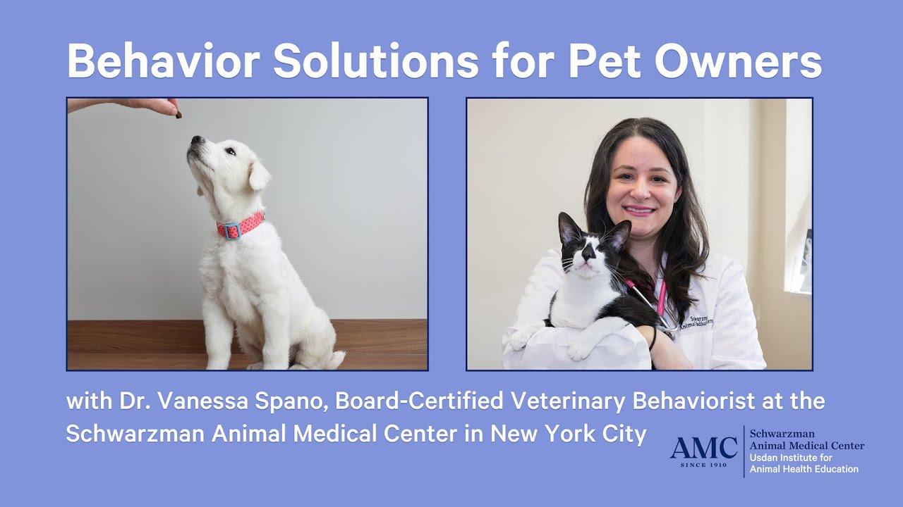 Behavior Solutions for Pet Owners with Dr. Vanessa Spano - YouTube
