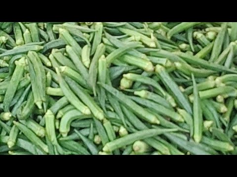 Nikku_Vlogger1 is live sabji wala live video, livestreaming, YouTube live, viral video#shortfeed