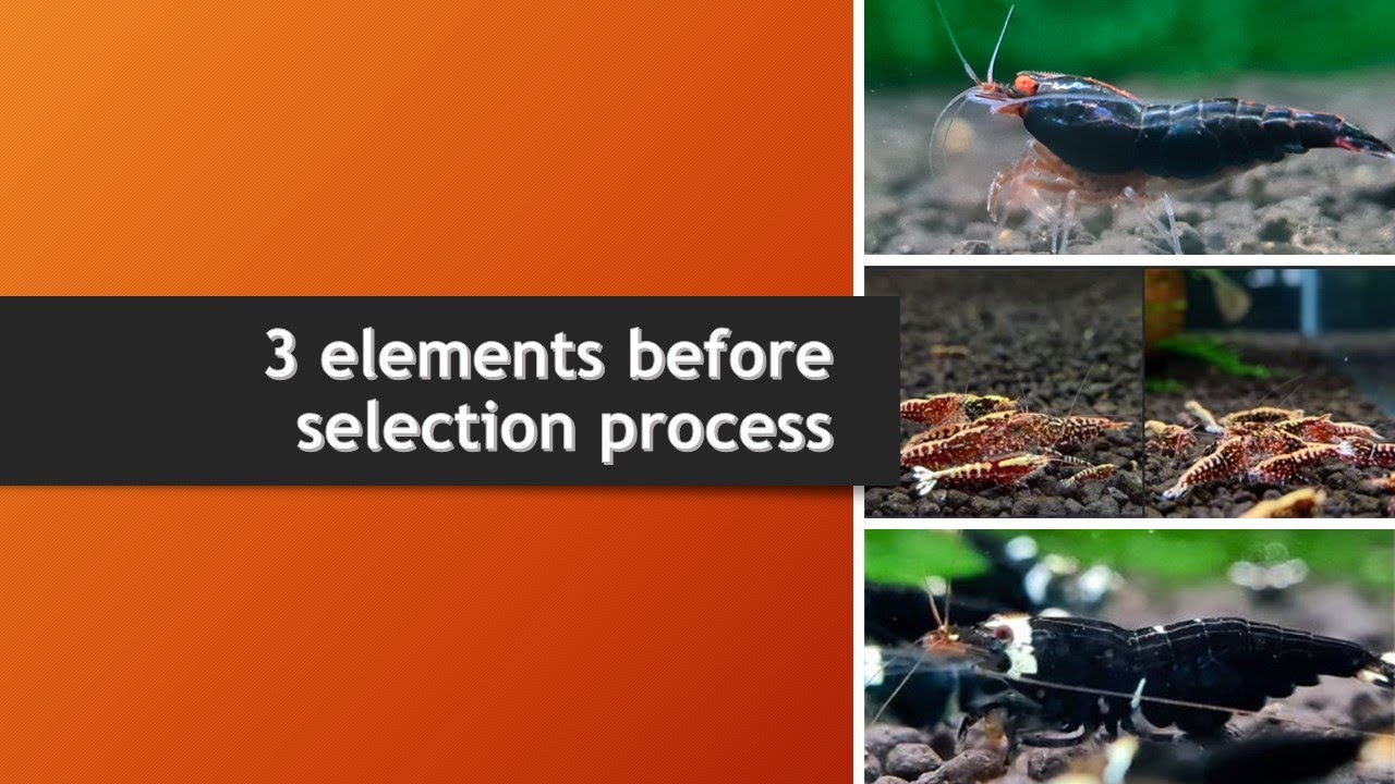 3 elements before selection process - YouTube