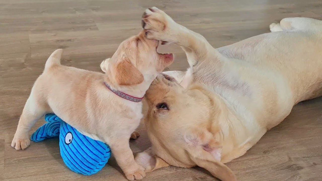 Cute Moment Puppy Plays with Momma Dog - YouTube
