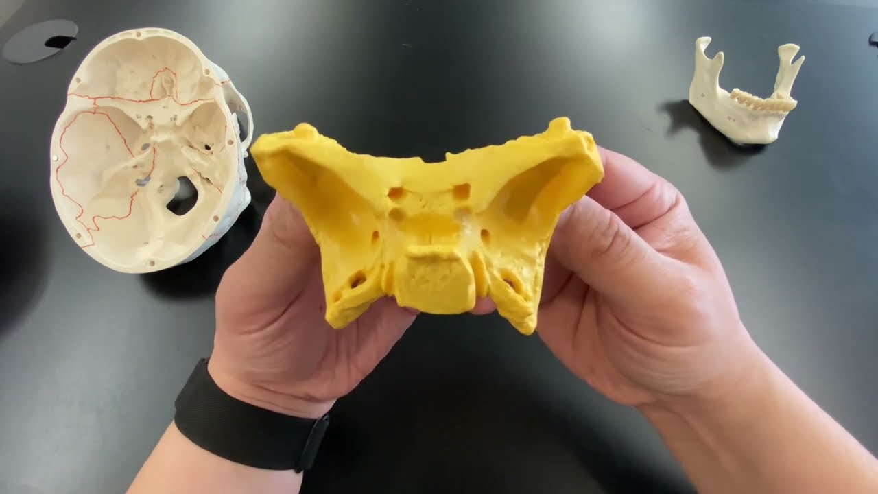 Sphenoid Bone of Skull - Views - Anterior vs Posterior vs Superior vs ...