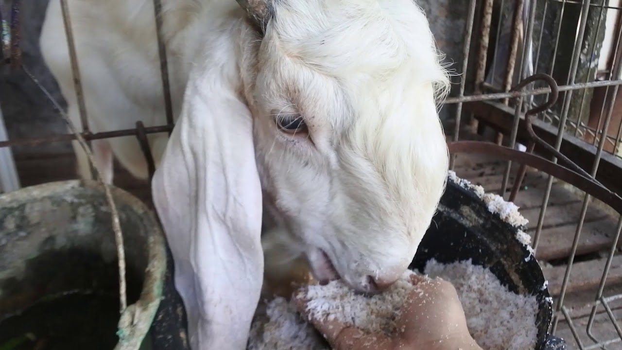 memberi pakan kambing limbah parutan kelapa - YouTube