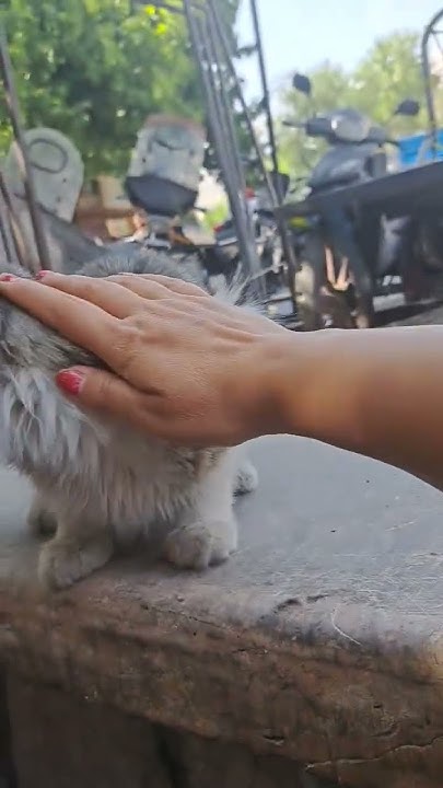 گربه ملوس Shortsvideo Cats Cat گربه Funny Funnycats Kitten