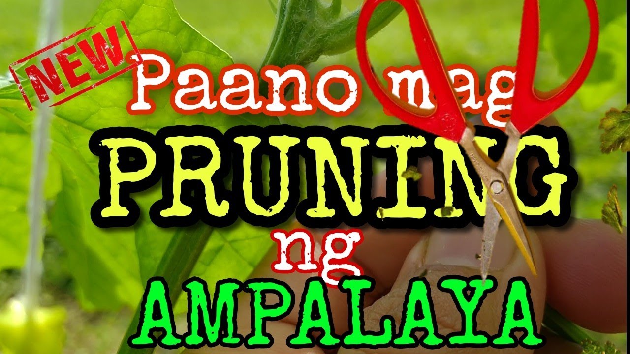 PAANO MAG PRUNING NG AMPALAYA? - YouTube