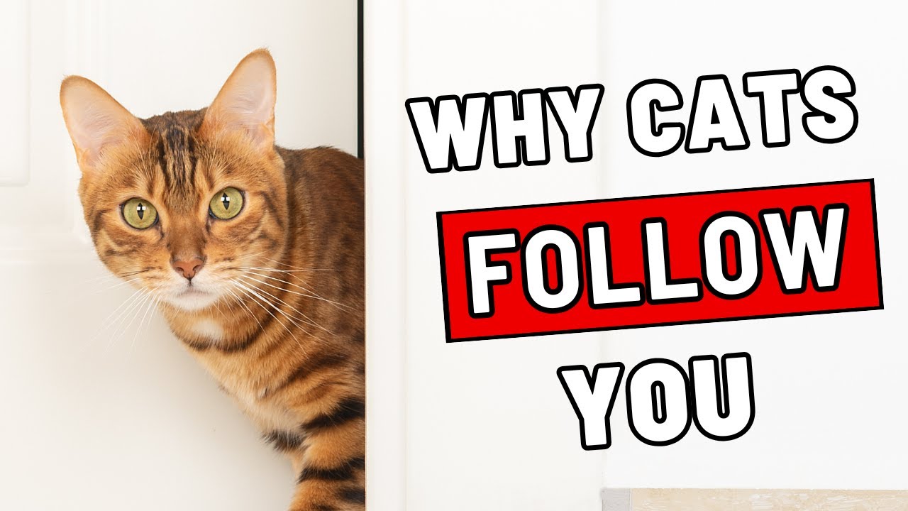 Why Does Your Cat Follow You Around the House - YouTube