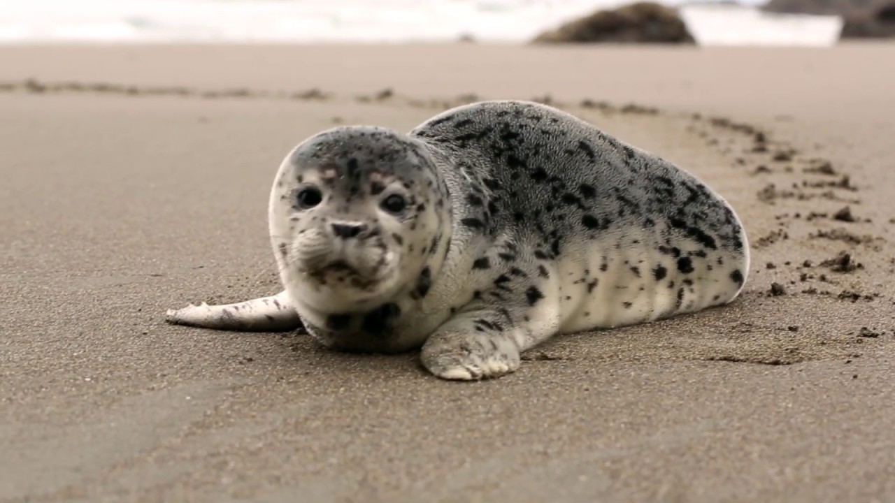 Pexels animals - YouTube