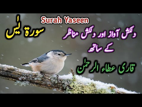 Surah Yaseen یس | Beautiful voice heart touching | Qari Ata Ur Rehman ...