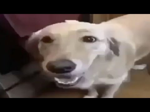 butterdog moment | Butterdog | Know Your Meme