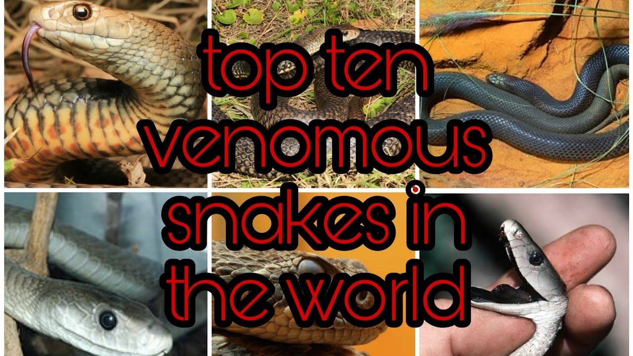 Top Ten Venomous Snakes In The World//toptenwithgoureesh - YouTube