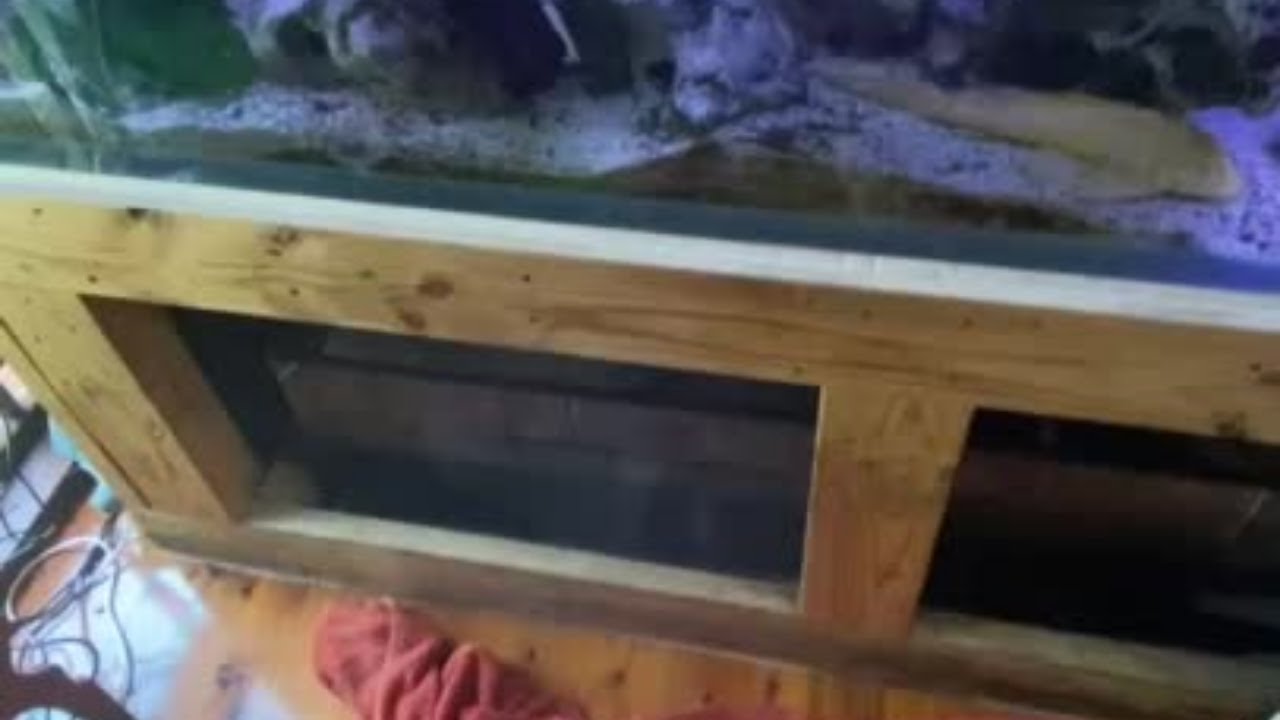 African cichlids ten foot aquarium update and clean - YouTube