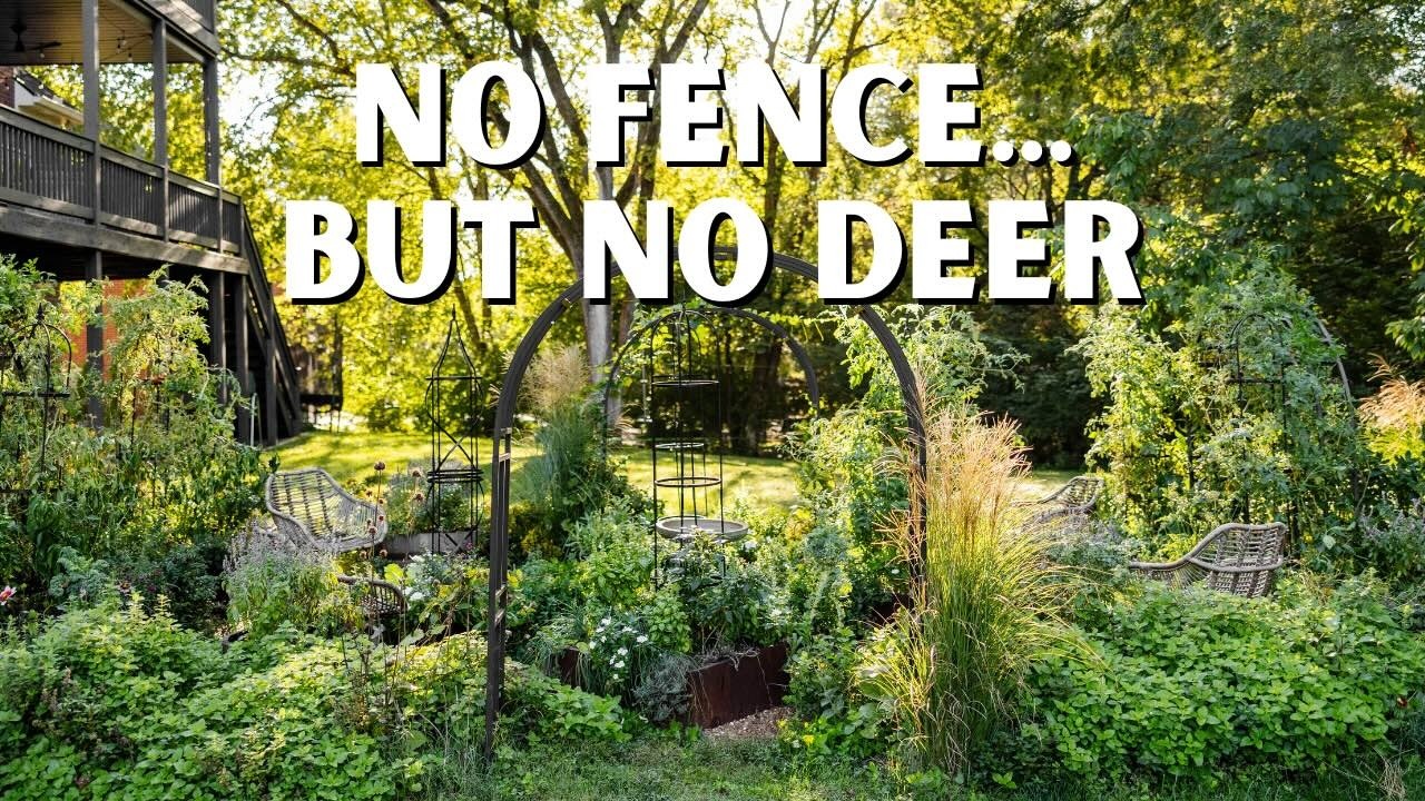 The Secret to Protecting Your Raised Bed Garden Without a Fence - YouTube