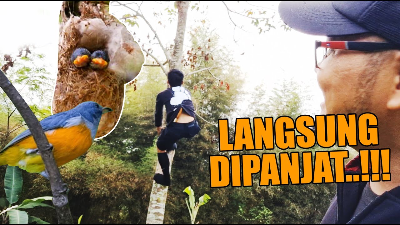 NEMU SARANG BURUNG CABe-CABEAN BUNGA API YANG MAKIN LANGKA CUMA ...