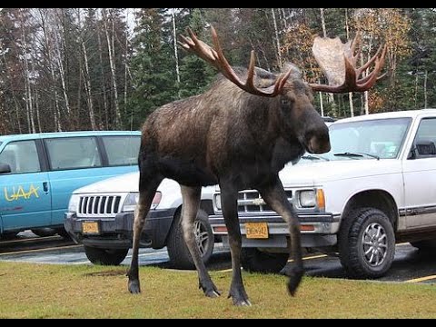 El impresionante tamaño de un alce adulto de Alaska - YouTube