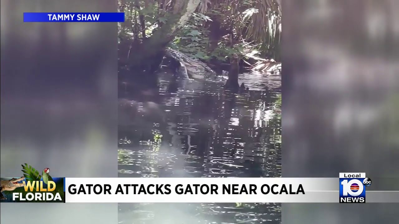 Large alligator is caught on camera tackling a smaller alligator - YouTube