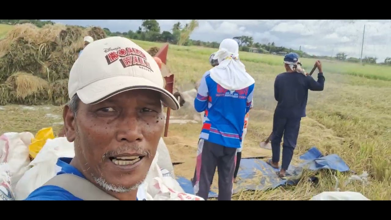 harvest ng palay mag triser na sila #farming #simplelifeintheprovince ...