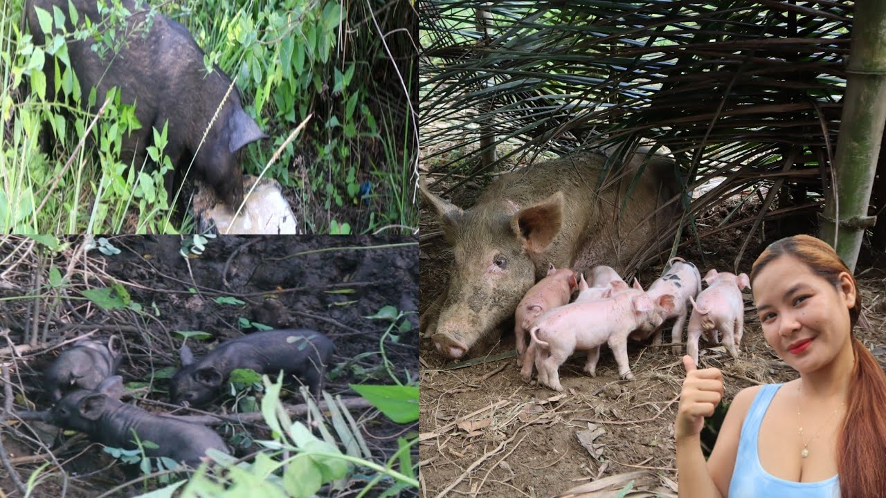 Nanganak ang Dalawang Inahing Baboy ko || Native and Crossbreed Pig ...