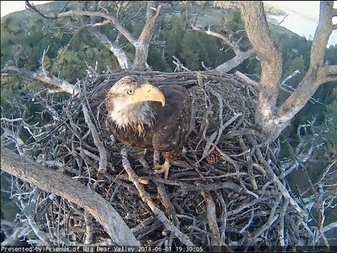 Big Bear Eagle Cam ~ Sub Adult Returns Again ~ Moves Big Stick Part Two 6.1.18