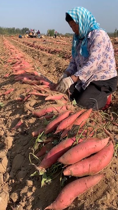 Growing and Harvest Java Sweet Potato #growing #java #farming - YouTube