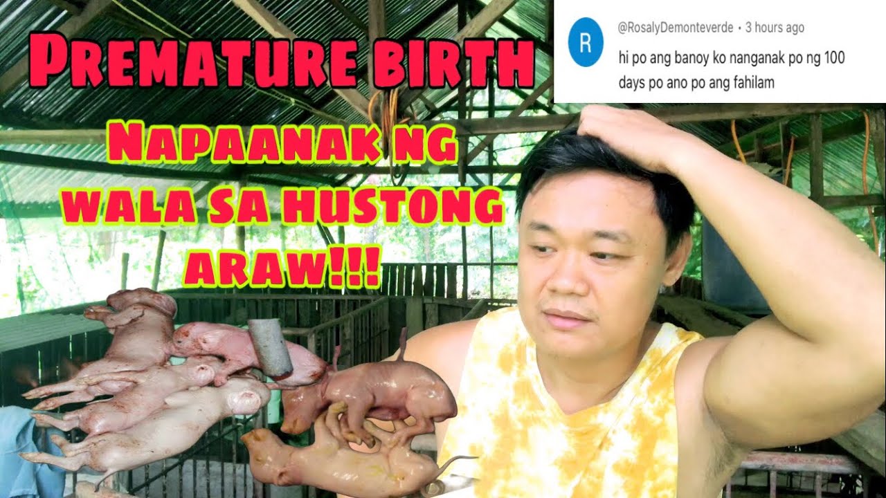 Rason kung bakit napaanak ang inahing baboy ng wala sa hustong oras ...