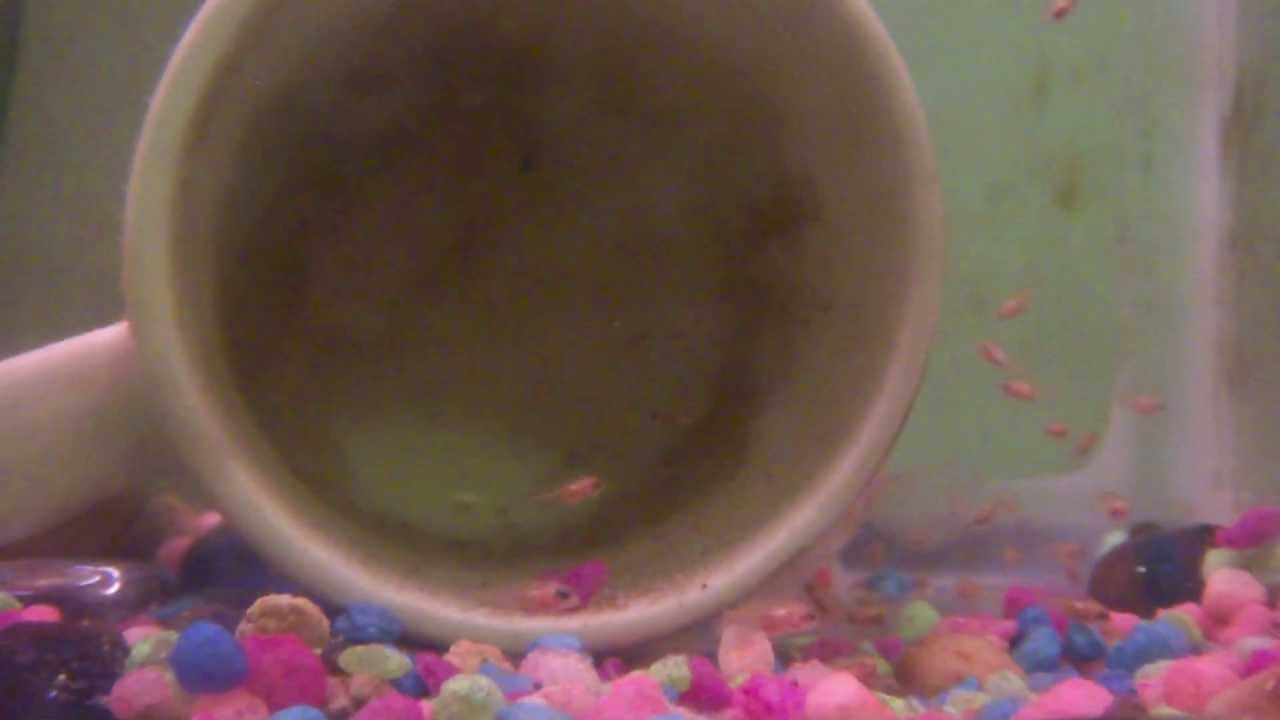Pink Convict Cichlids With Babies And More On The Way - YouTube