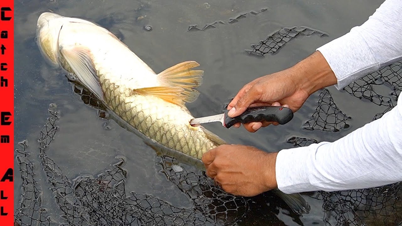 FISH SURGERY after BIRD ATTACK! - YouTube